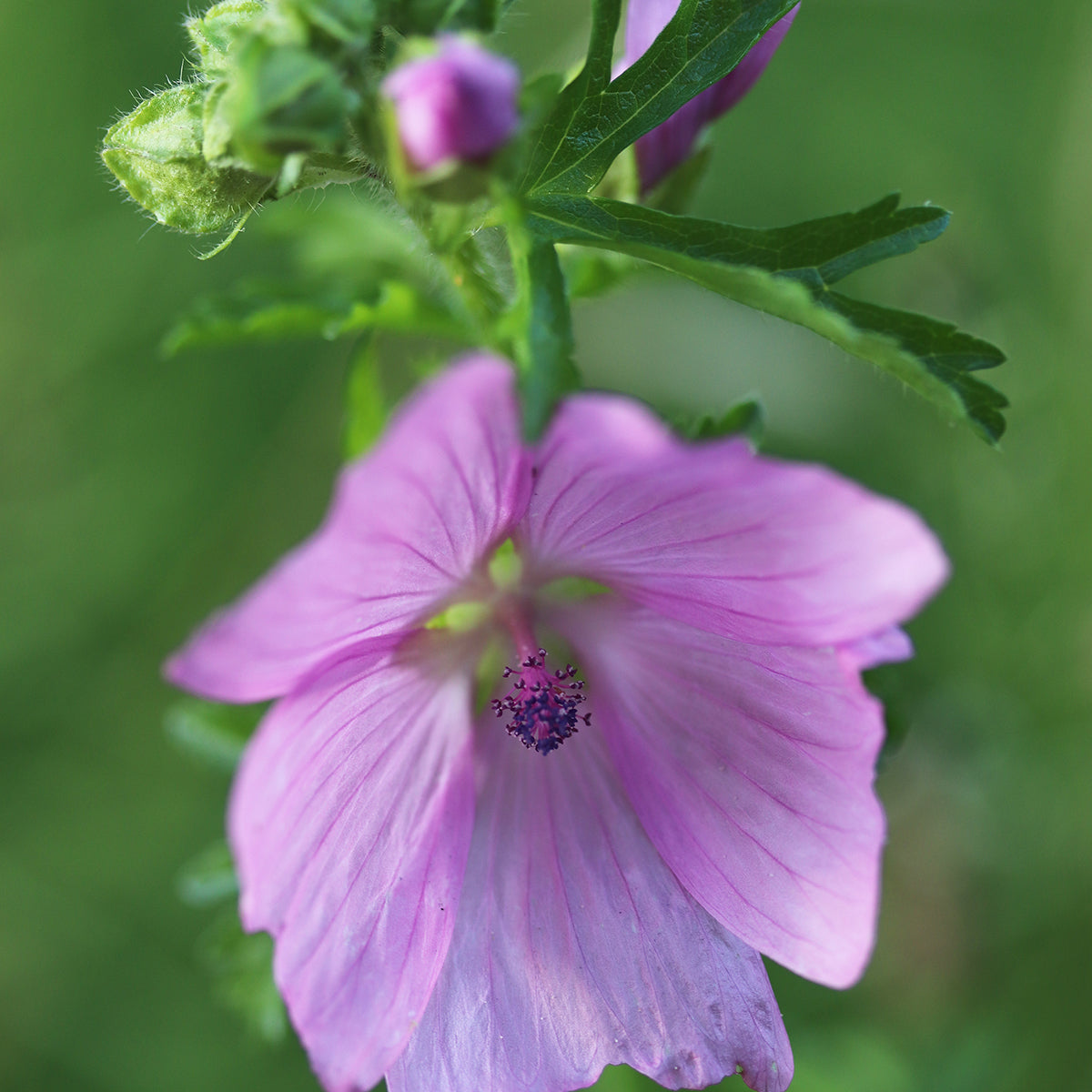 Moschus-Malve (Malva moschata) – FuturePlanter