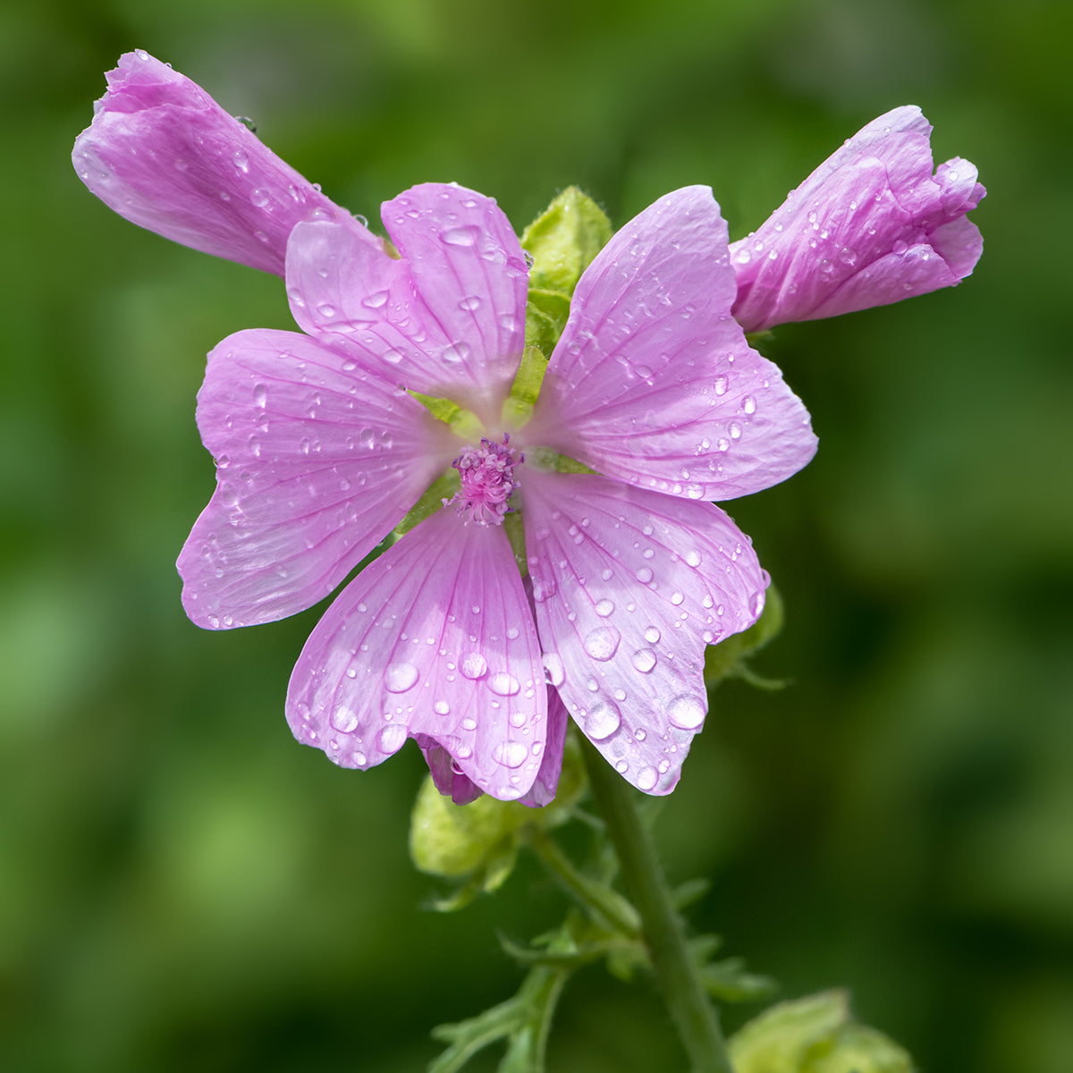 Moschus-Malve (Malva moschata) – FuturePlanter