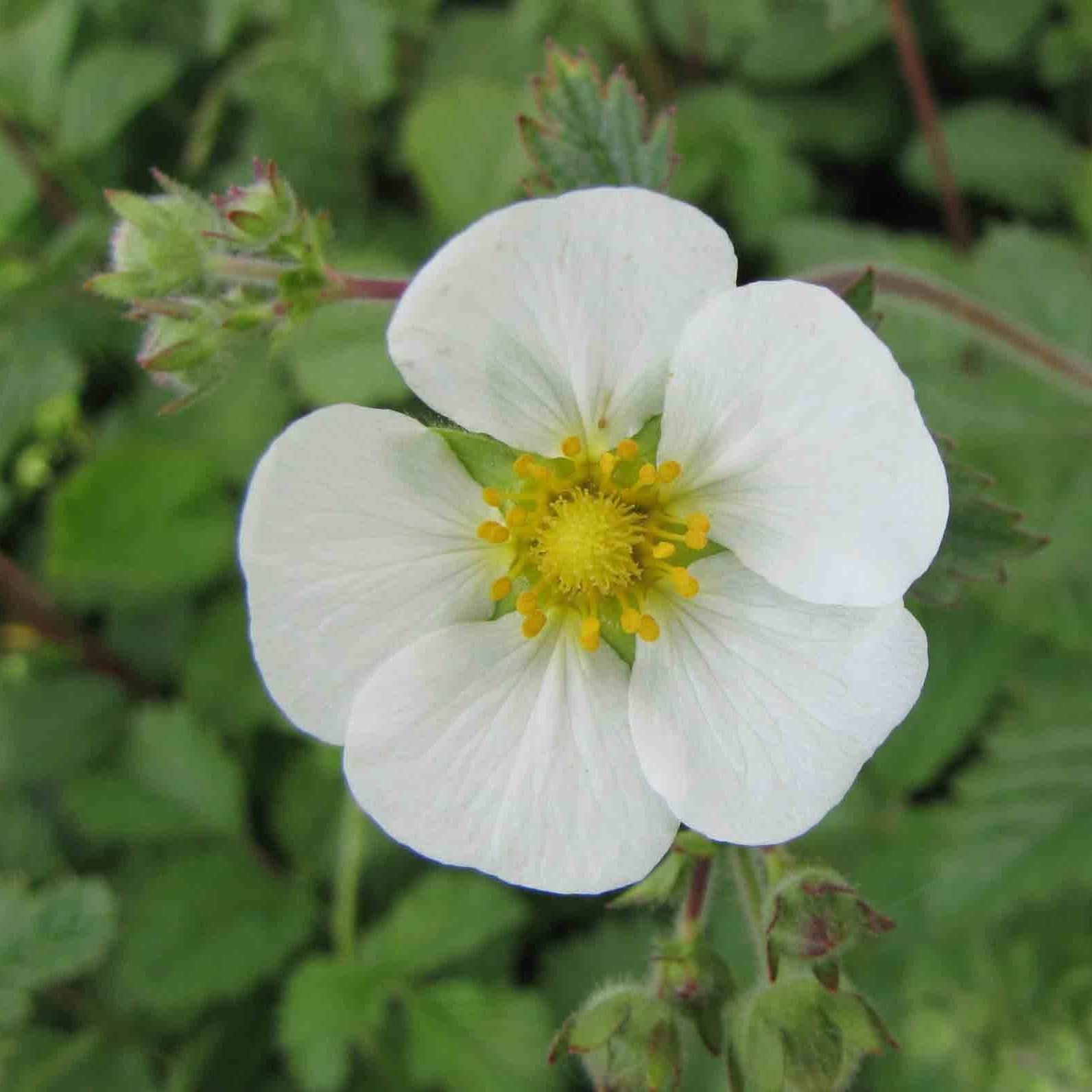Felsen-Fingerkraut (Potentilla rupestris) – FuturePlanter